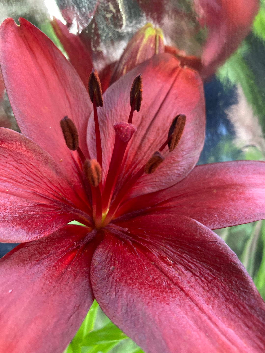 Lilium Asiatic 'monte Negro' Bulbs (red Tiger Lily) (to Plant Yourself ...