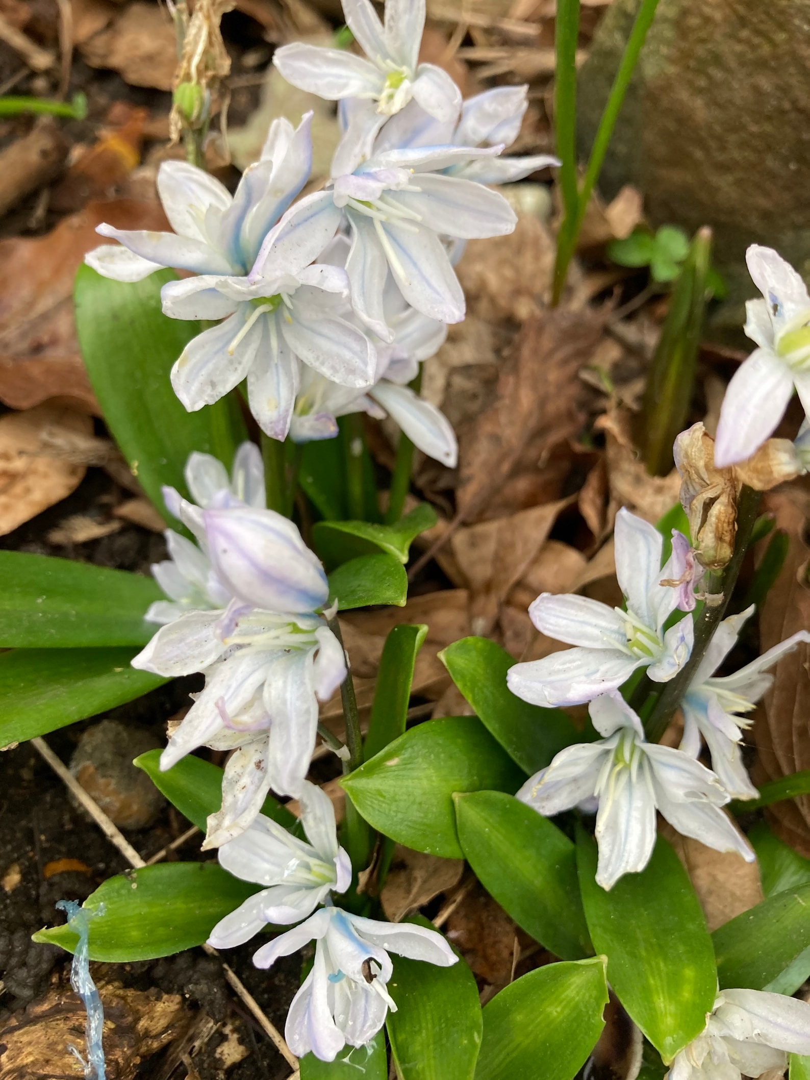 Puschkinia scilloides Bulbs Striped Squill/Russian Snowdrop | Etsy