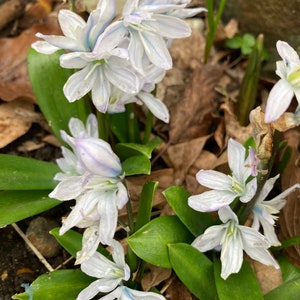 Puschkinia scilloides Bulbs Striped Squill/Russian Snowdrop | Etsy