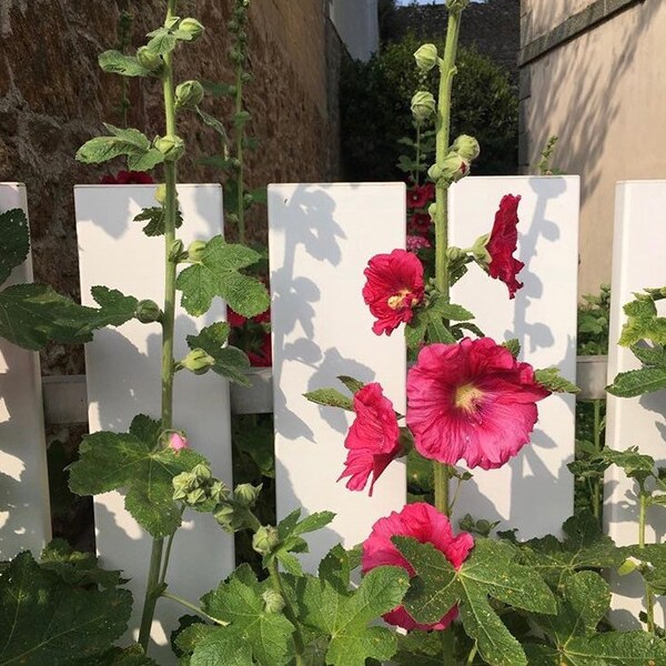 Hollyhocks - Etsy UK