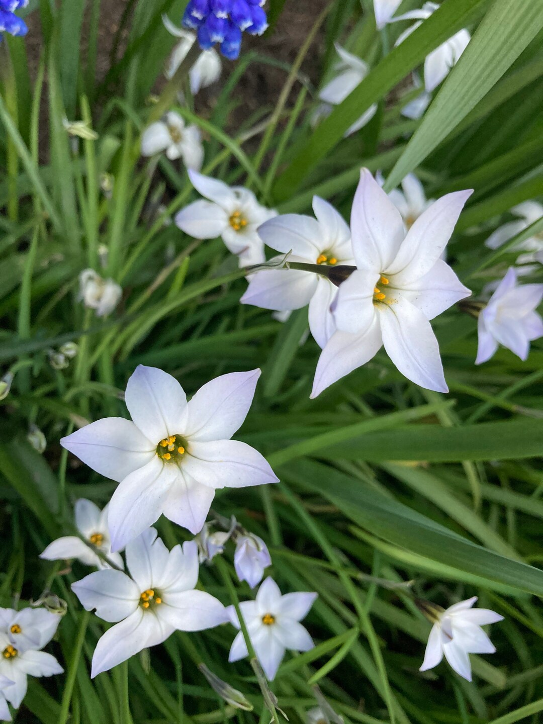 Ipheion Uniflorum Bulbs (spring Starflower) Free UK Postage - Etsy UK