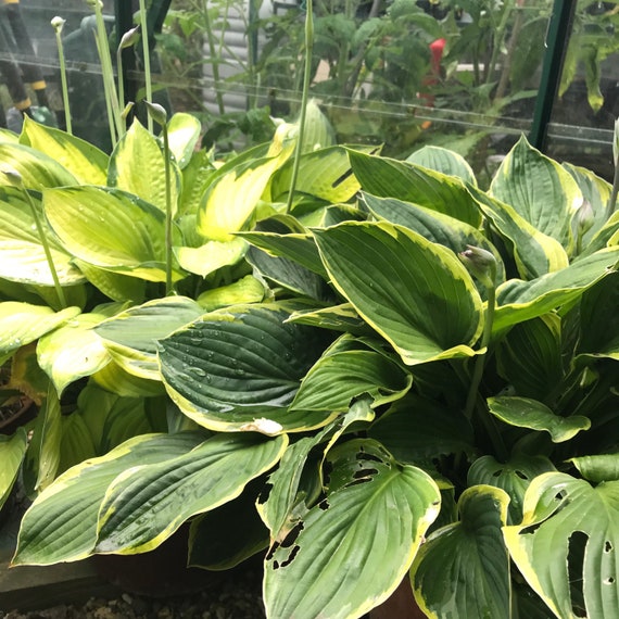 Mixed Hostas established Plants in a 12cm Dia Pot Free UK - Etsy UK