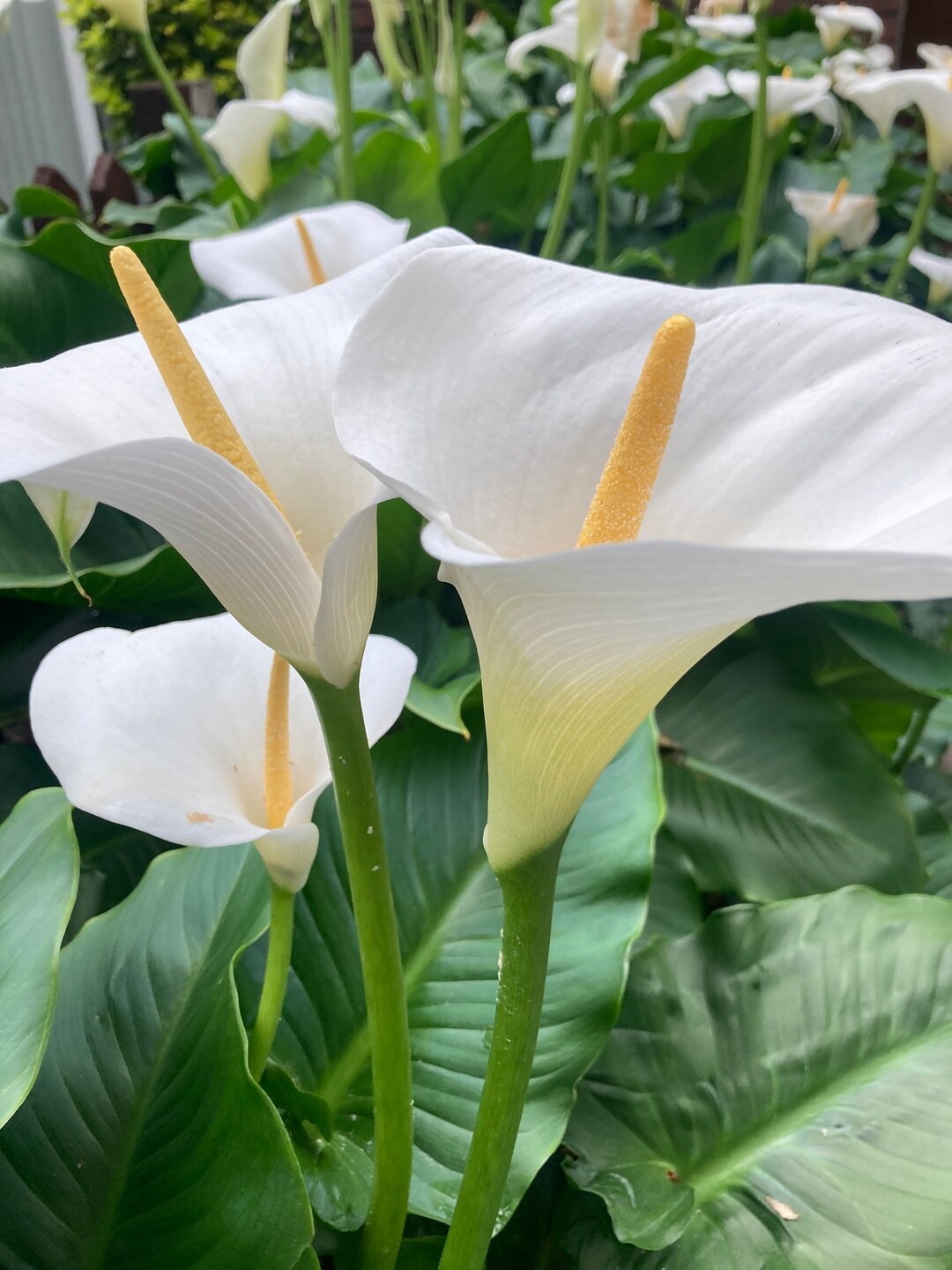 Mixed Calla Lily zantedeschia Tubers to Plant Yourself free - Etsy UK