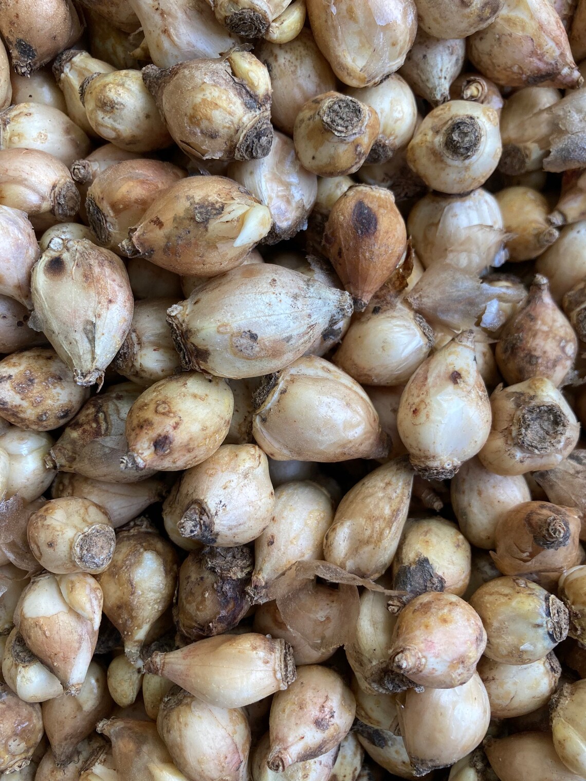 10 Blue Glory of the Snow Bulbs (chionodoxa Luciliae) Free UK Postage ...