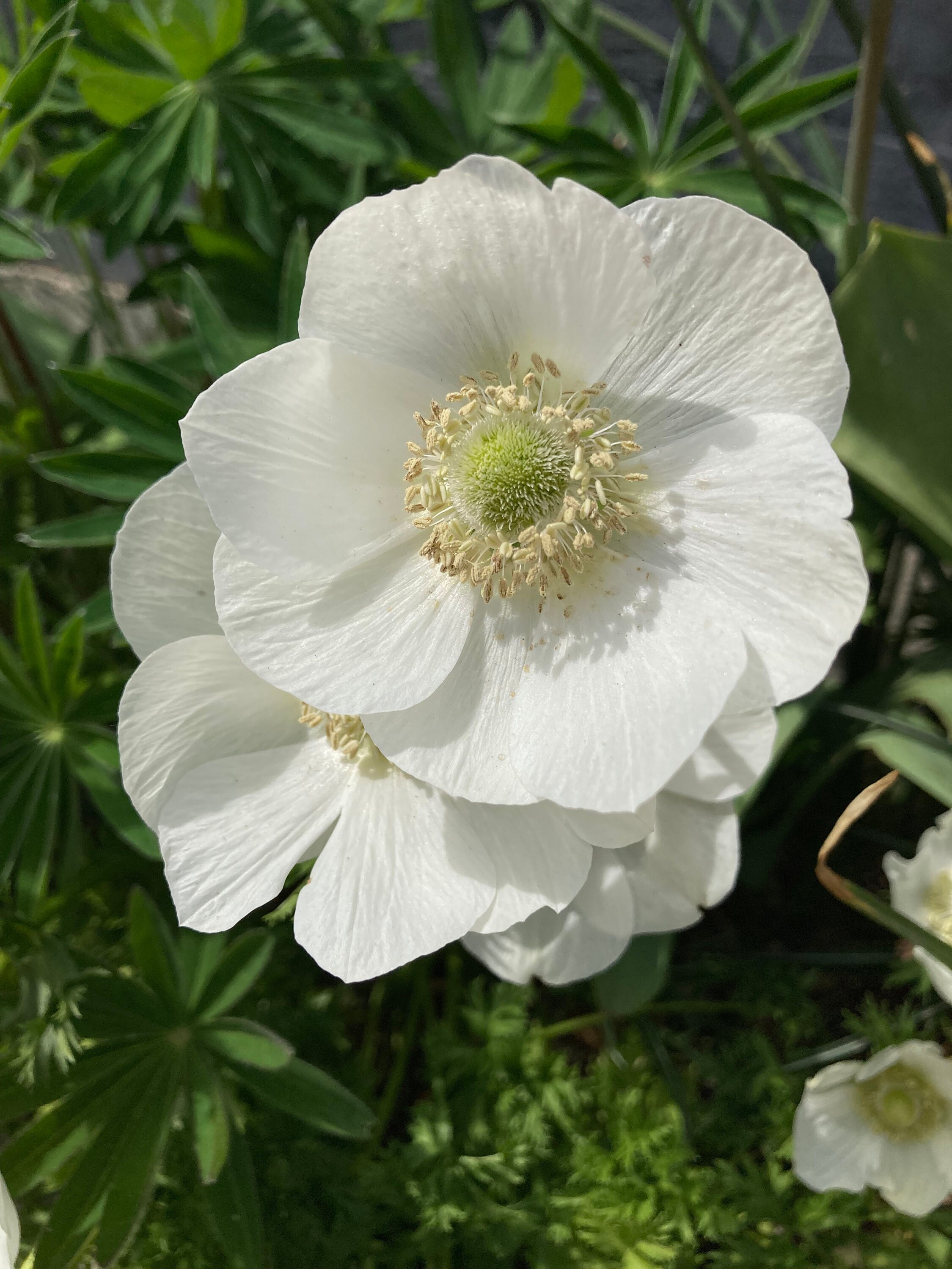 White Aneomone Corms 'the Bride' anemone Coronaria - Etsy UK