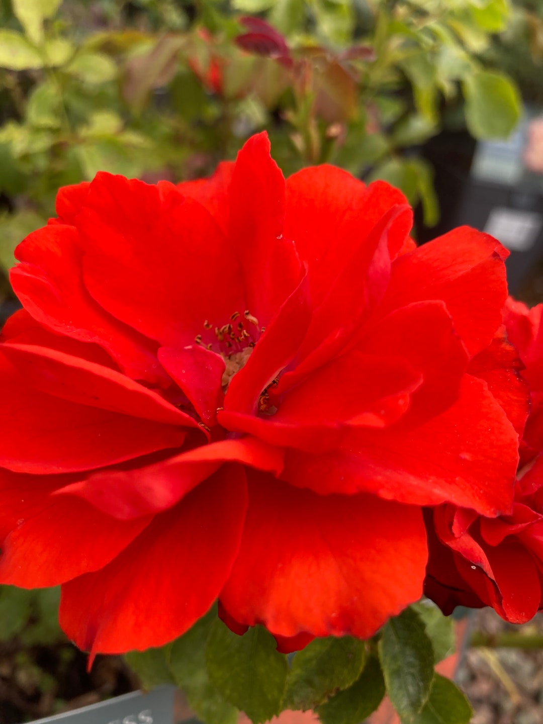 Rose 'remembrance' (containerised 2 Litre Pot) Free UK Postage - Etsy UK