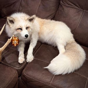 Soft Mount Taxidermy Commission, MADE TO ORDER | Fox, Coyote, Skunk ...
