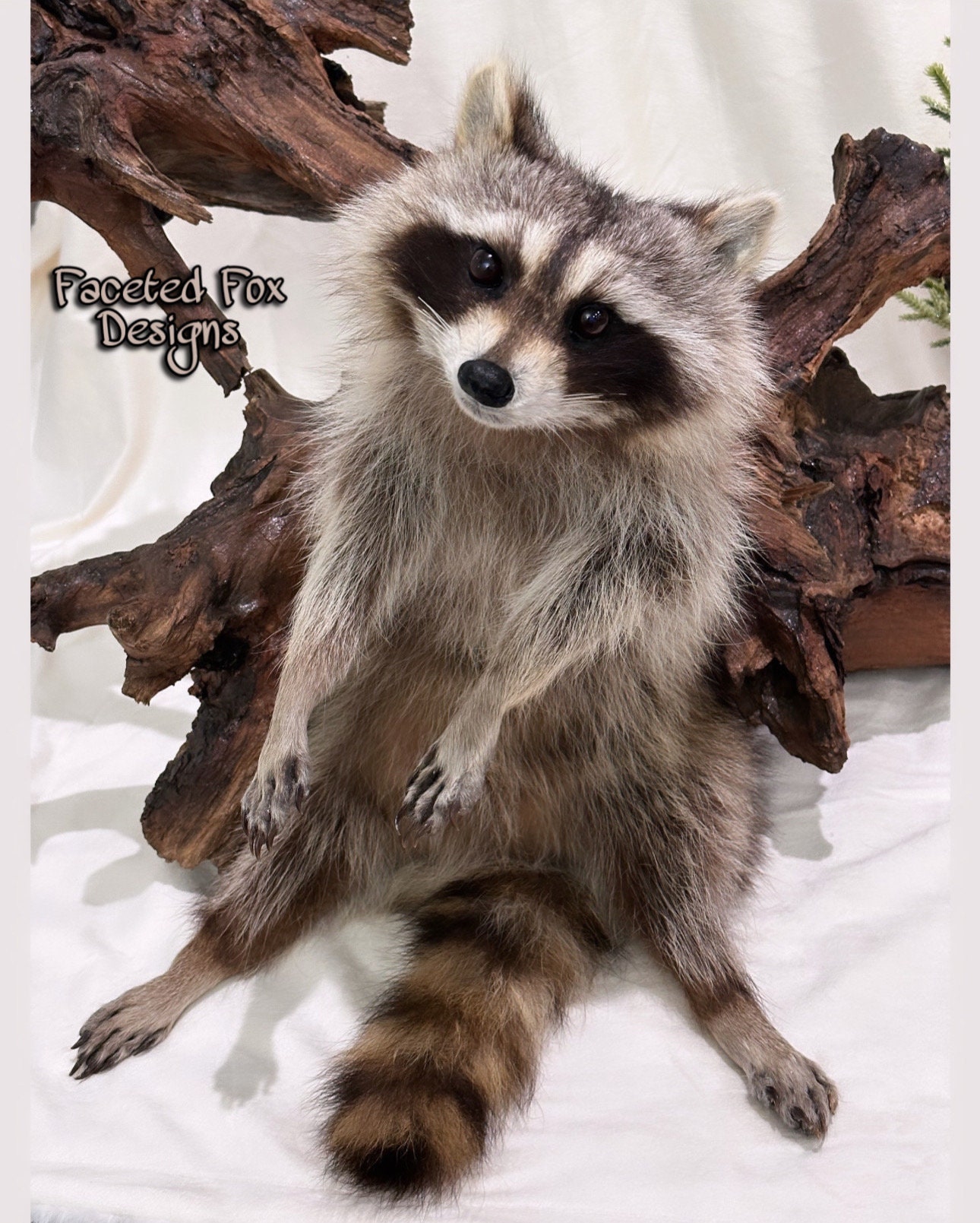 MADE TO ORDER: Taxidermy Soft Mount Commission Fox, Coyote, Raccoon ...