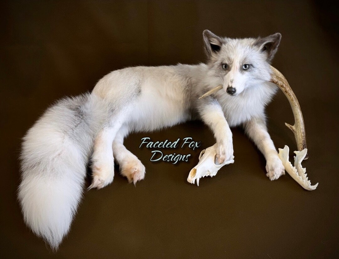 MADE TO ORDER: Taxidermy Soft Mount Commission Fox, Coyote, Raccoon ...