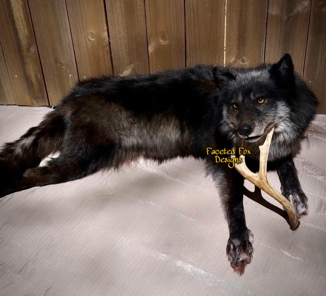 Soft Mount Taxidermy Commission, MADE TO ORDER | Fox, Coyote, Skunk ...