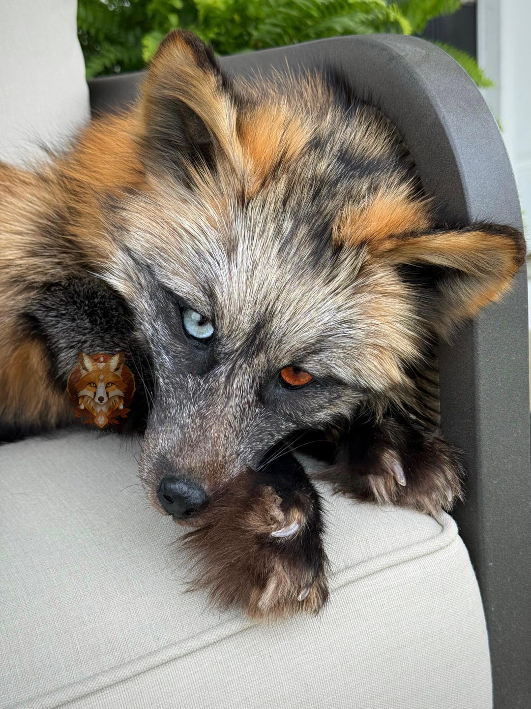 Soft Mount Taxidermy Commission, MADE TO ORDER | Fox, Coyote, Skunk ...