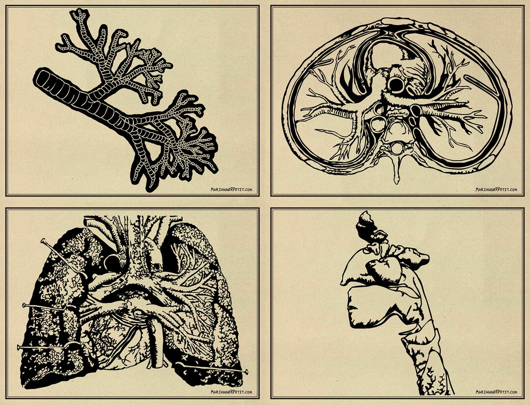 Anatomical Postcards (set of 4) - Etsy