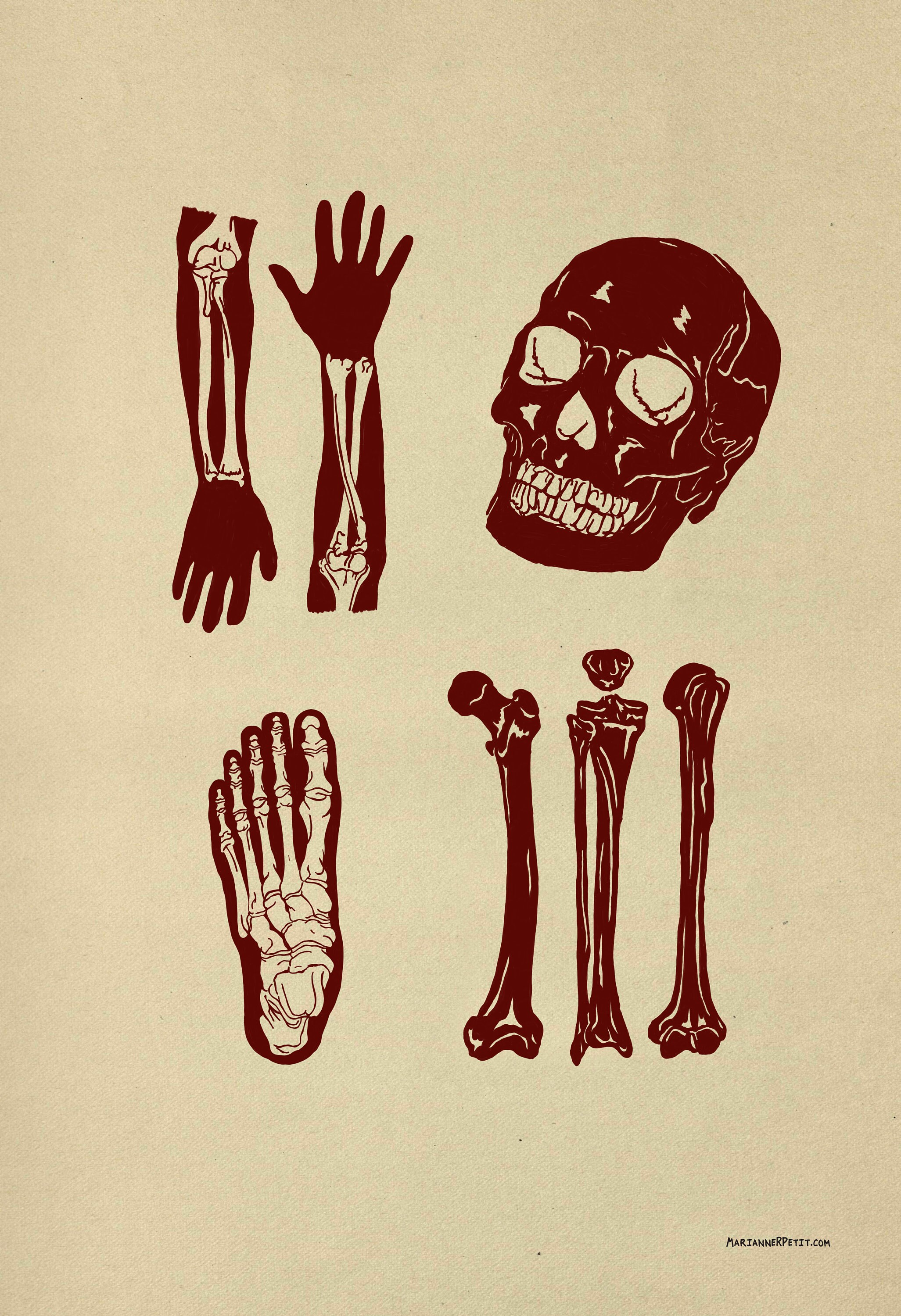 Anatomical Poster - Etsy