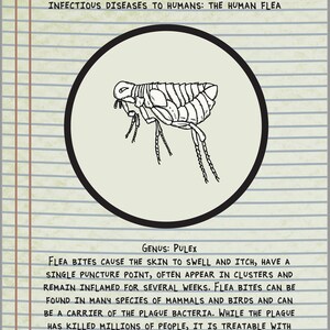 Germ Carrying Insects Which Transmit Infectious Diseases to Humans ...