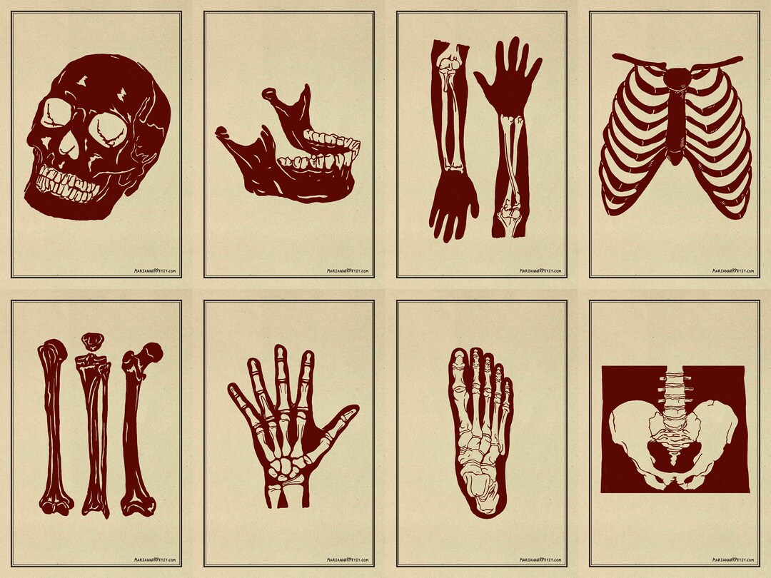 Anatomical Postcards (set of 8) - Etsy