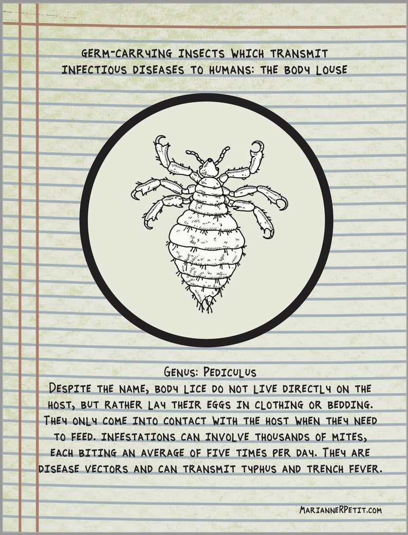 Germ Carrying Insects Which Transmit Infectious Diseases to Humans ...