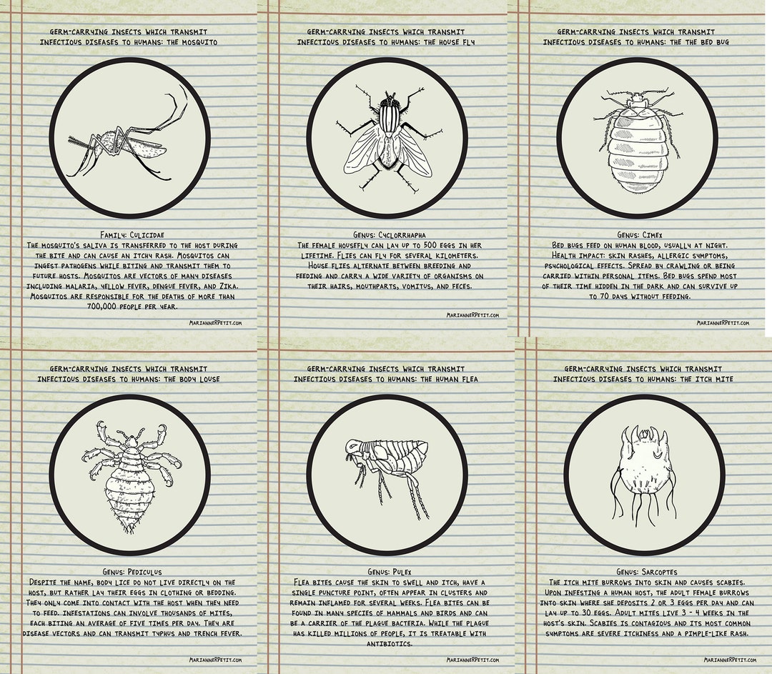Germ Carrying Insects Which Transmit Infectious Diseases to Humans ...