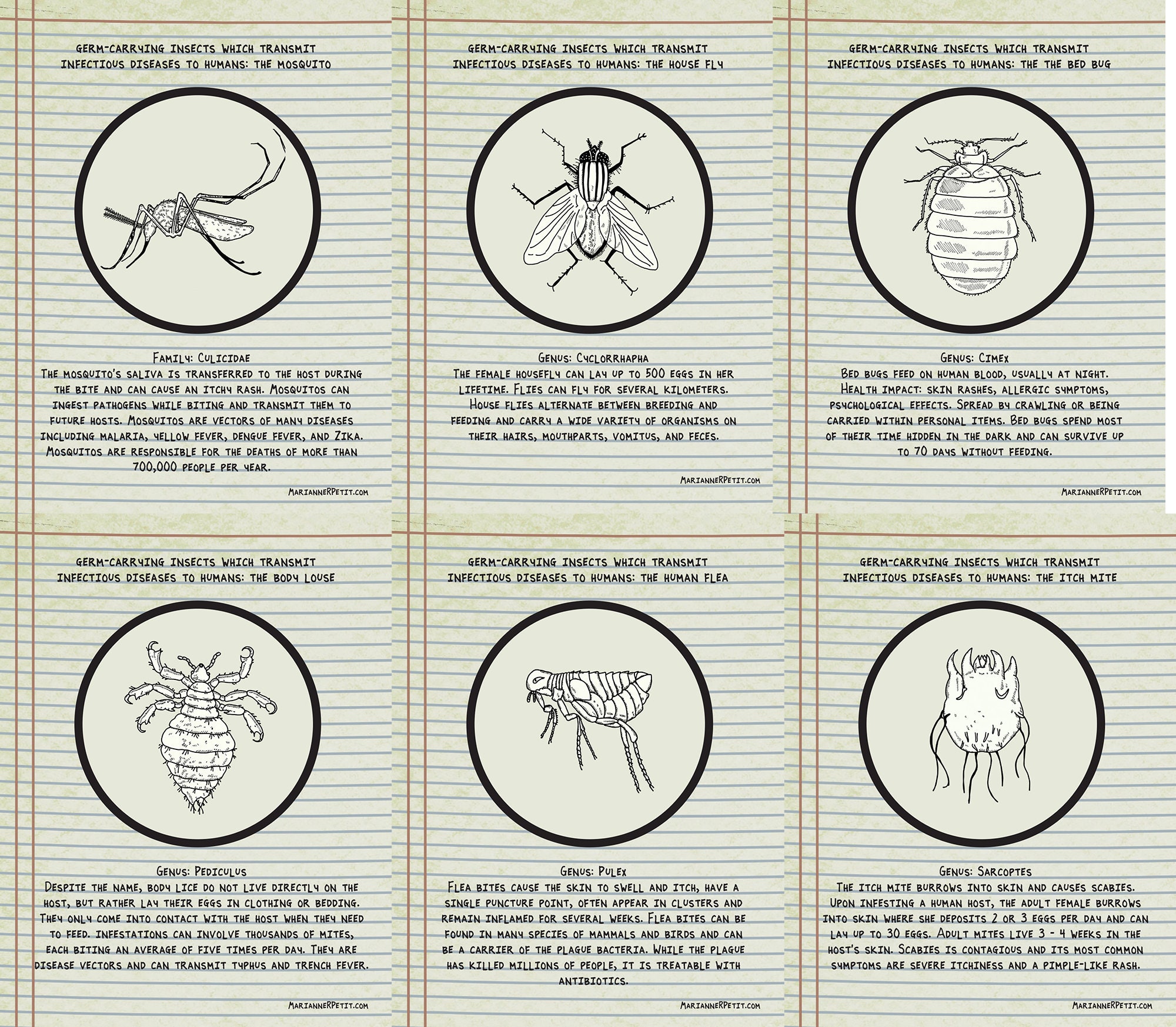 Germ Carrying Insects Which Transmit Infectious Diseases to Humans ...