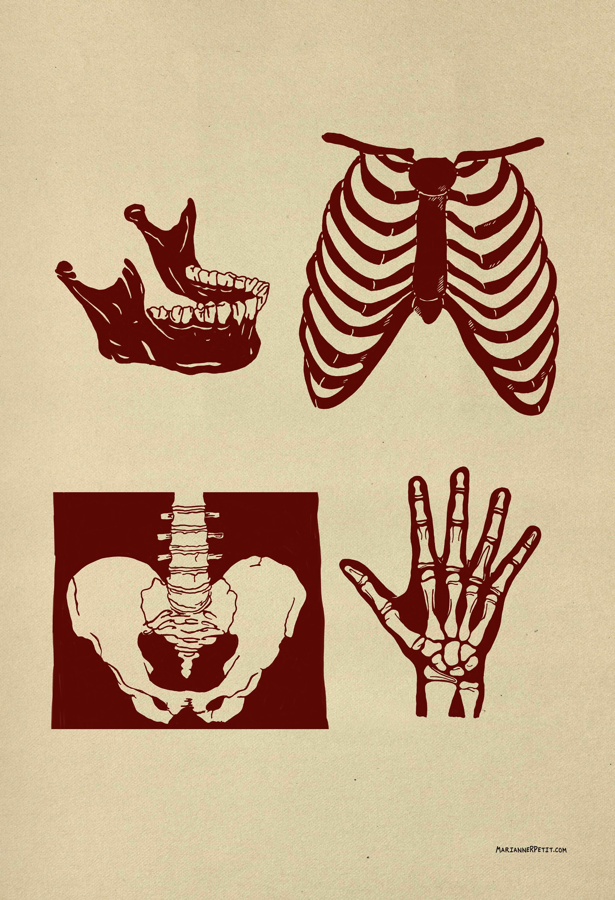 Anatomical Poster - Etsy