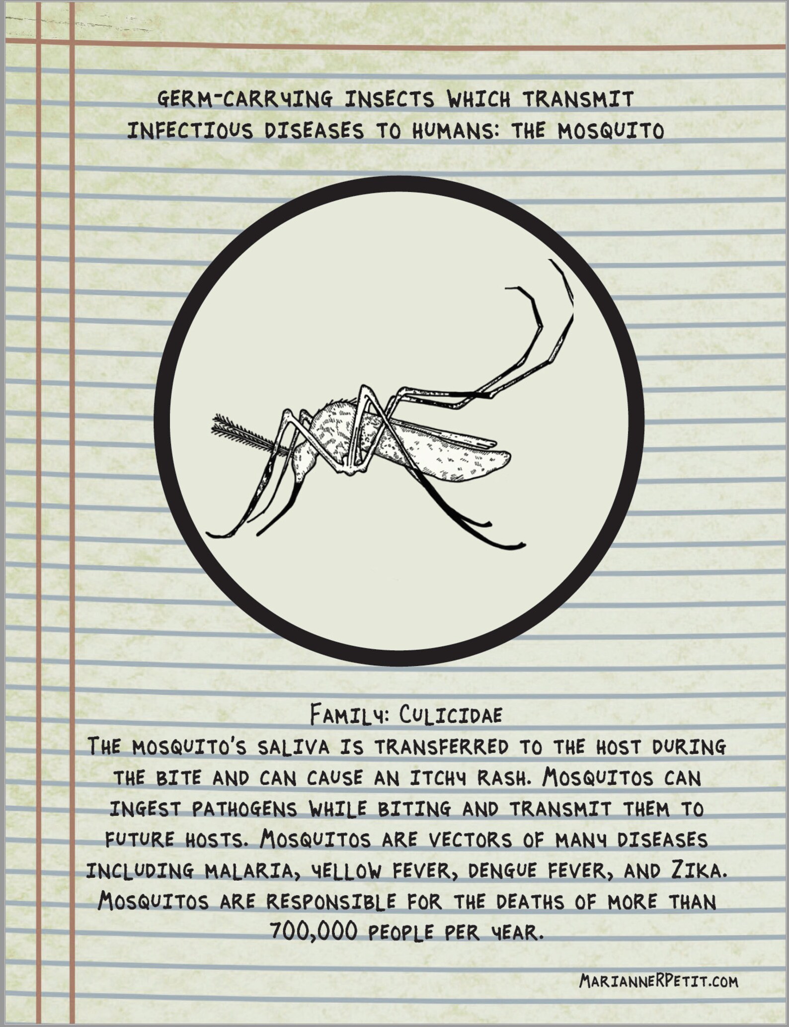 Germ Carrying Insects Which Transmit Infectious Diseases to Humans ...