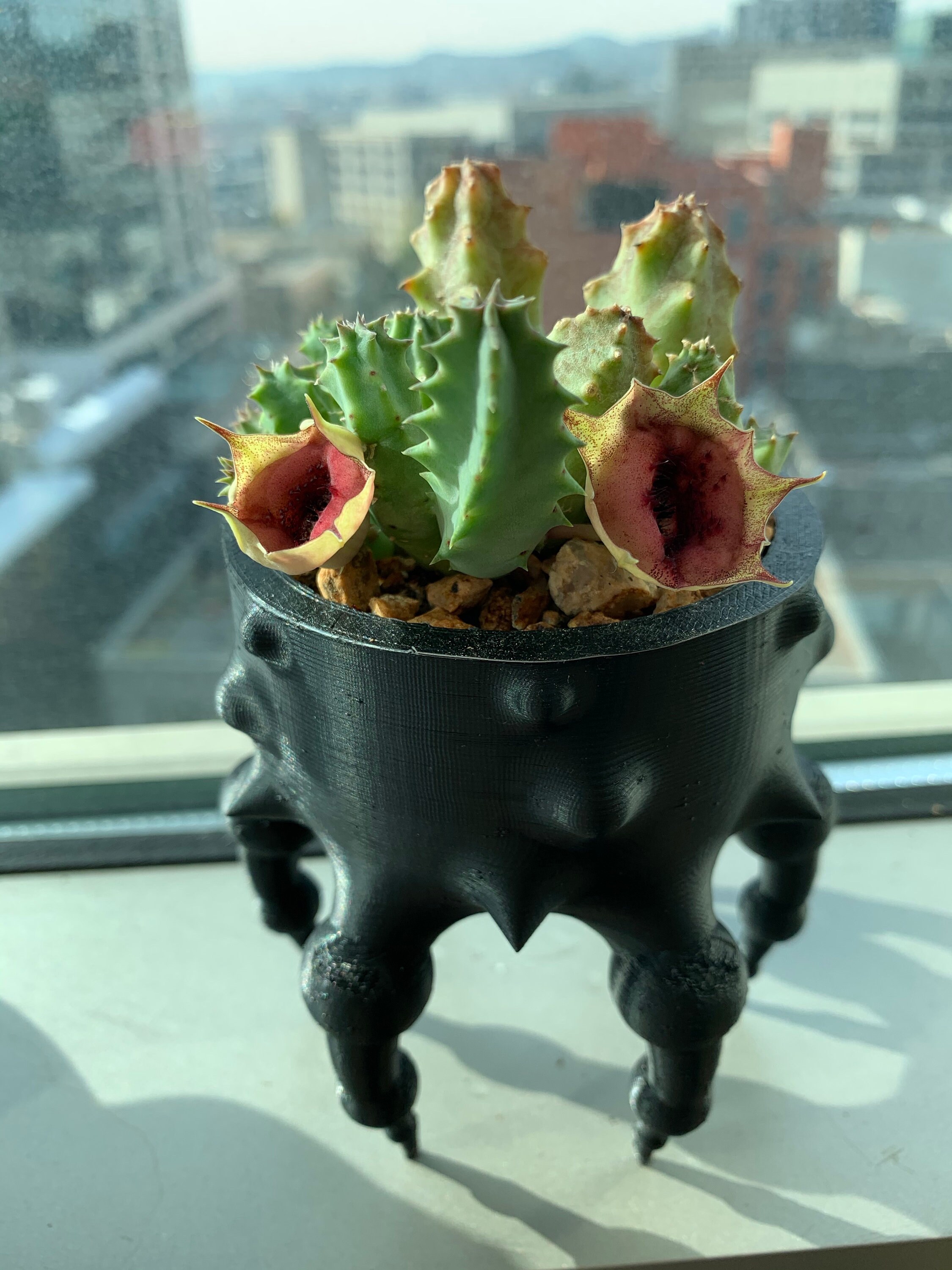 Black Creature Succulent Cactus Planter 3D Printed Small | Etsy