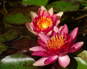 Victoria Lilly Pad - Etsy