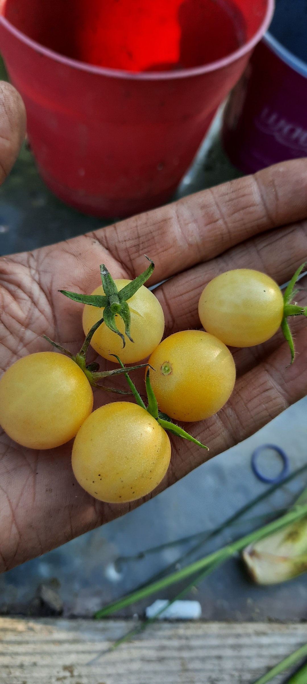 Organic White Cherry Tomato Seed Lineage, at Least Enough Seeds to Grow ...