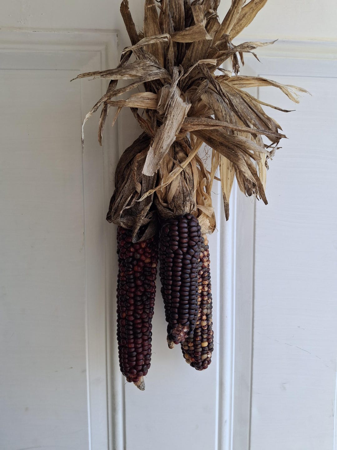 Native American (indian) Corn- Multicolor - Etsy