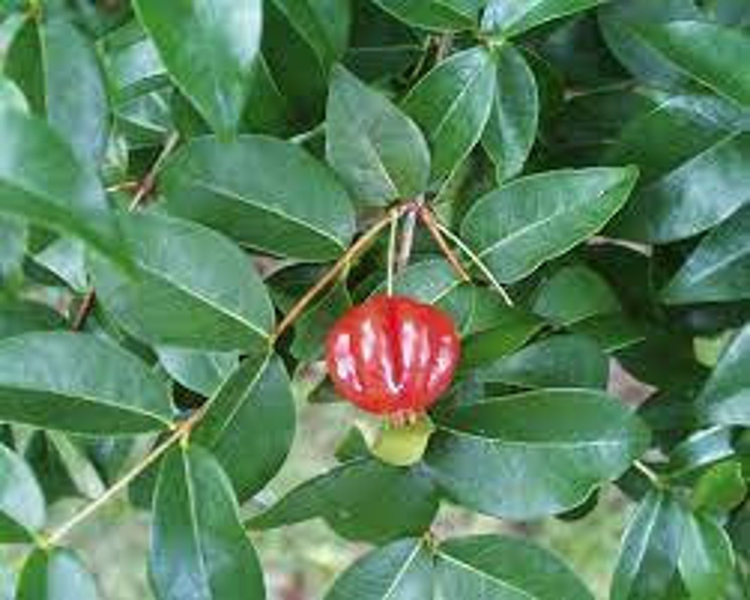 1 Oz Organic Suriname Chery Leaves - Etsy