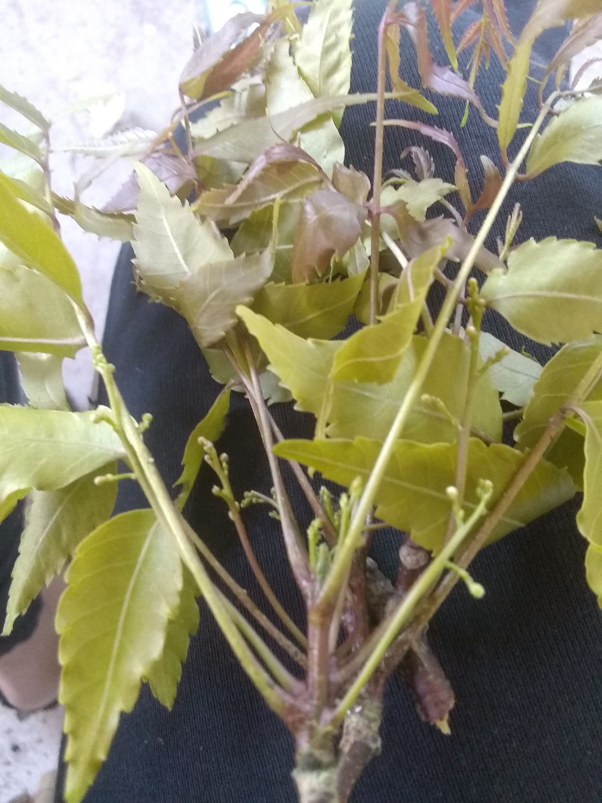 1 Oz Organically Grown Fresh Neem Leaves | Etsy