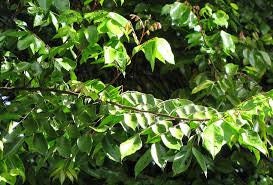 1 Oz Organic Star Fruit Leaves (carambola ,kamaranga, Ma Fen, Balimbing ...