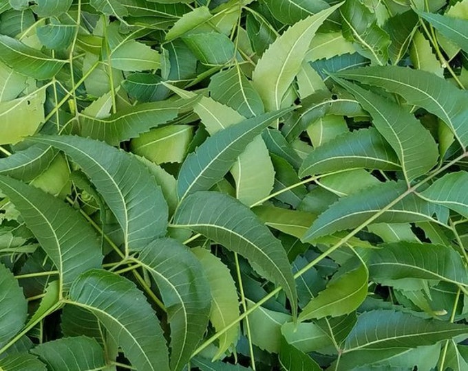 1 Oz Organically Grown Fresh Neem Leaves - Etsy