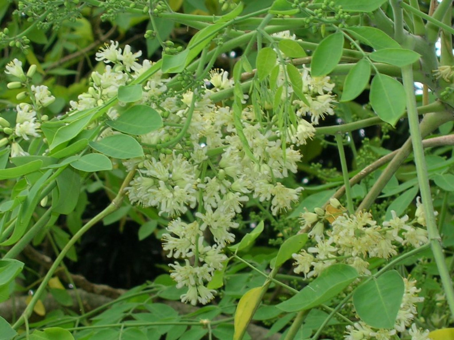 Fresh Organic Moringa Stenopetala, African Moringa 4 Oz - Etsy