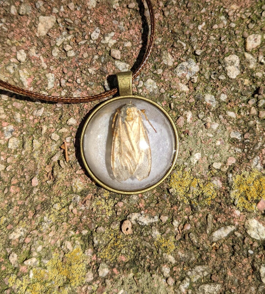 Real Cream Colored Moth in High Gloss Resin in a Bronze Bezel Pendant ...