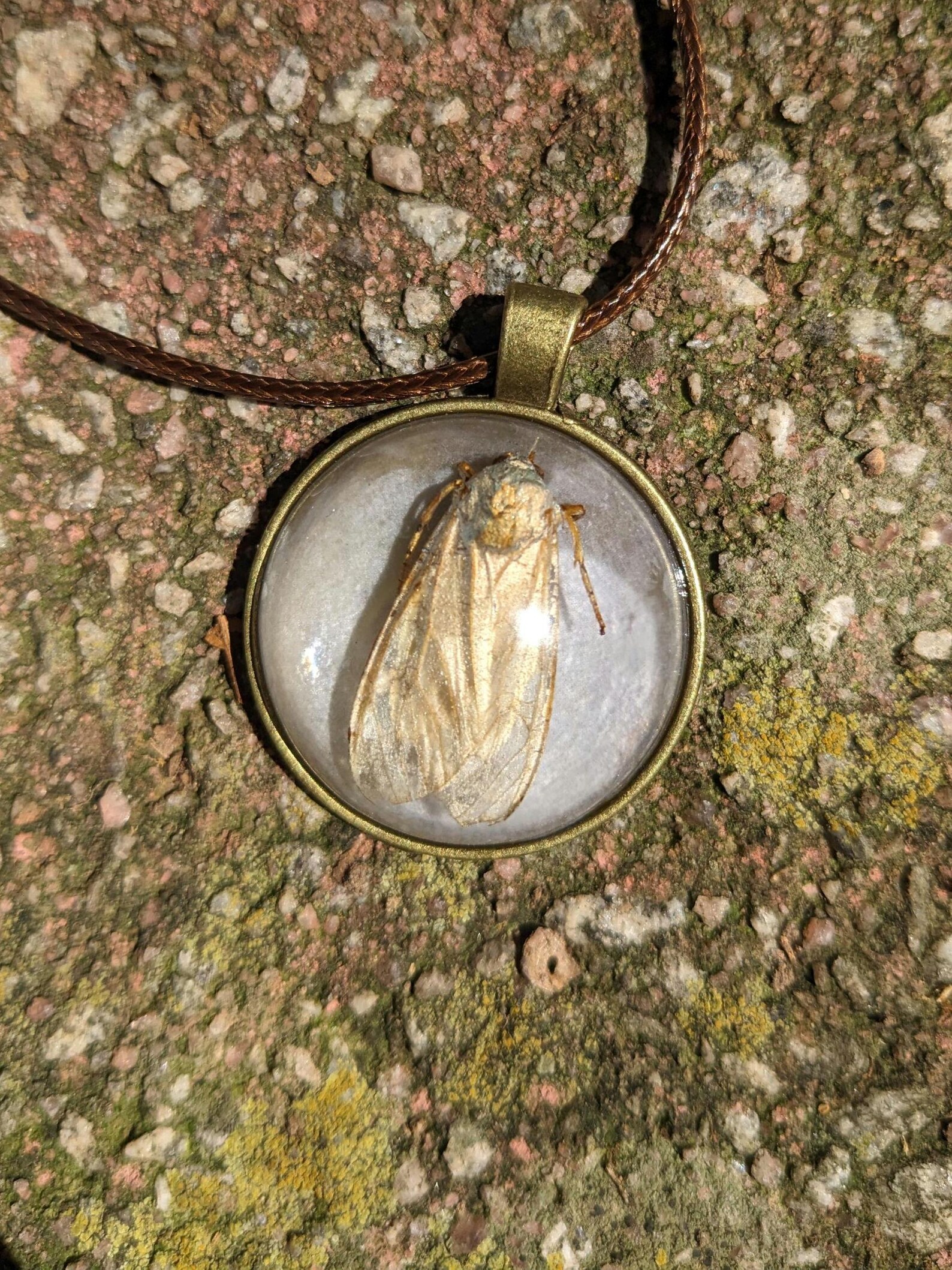 Real Cream Colored Moth in High Gloss Resin in a Bronze Bezel Pendant ...