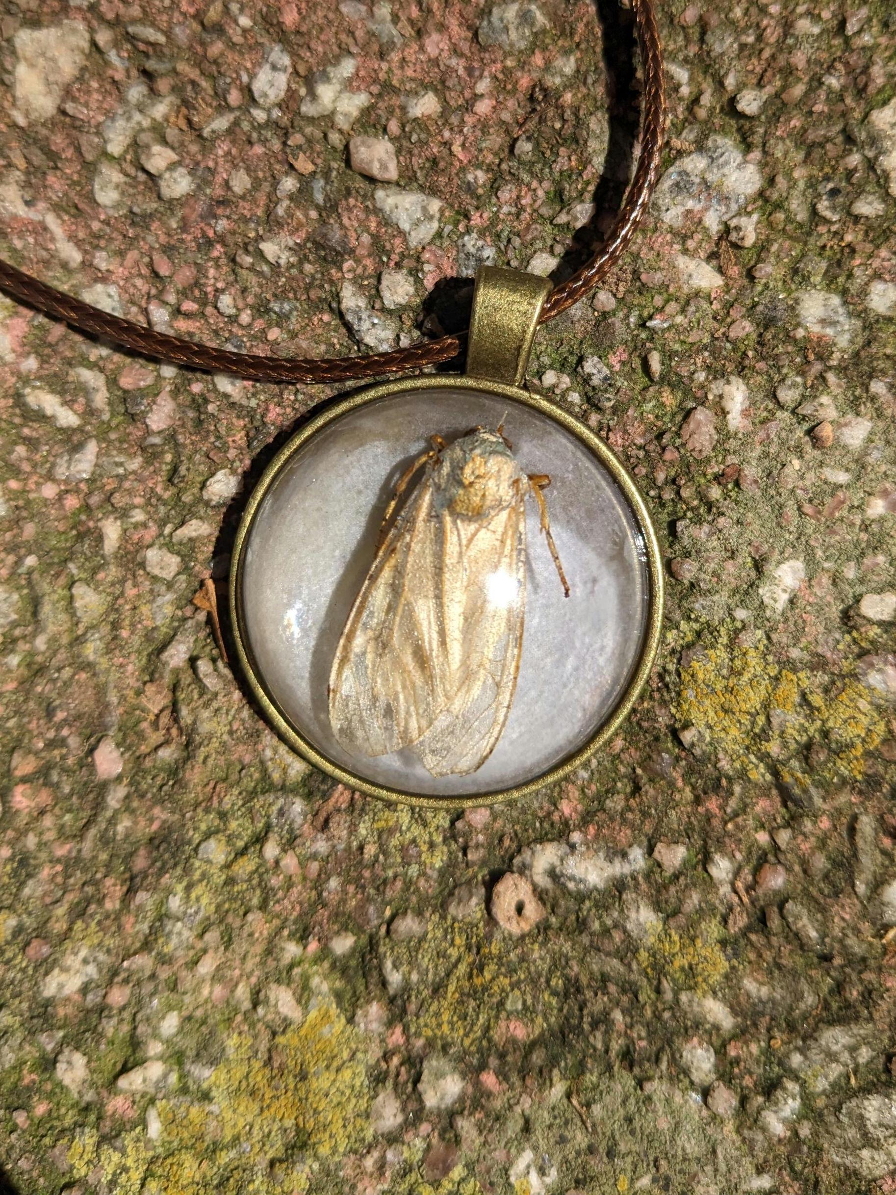 Real Cream Colored Moth in High Gloss Resin in a Bronze Bezel Pendant ...