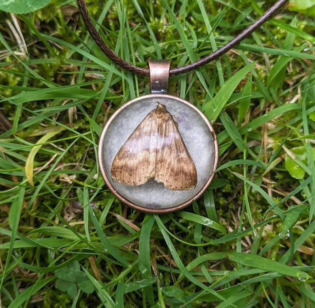 Real Moth in Resin Pendant - Etsy