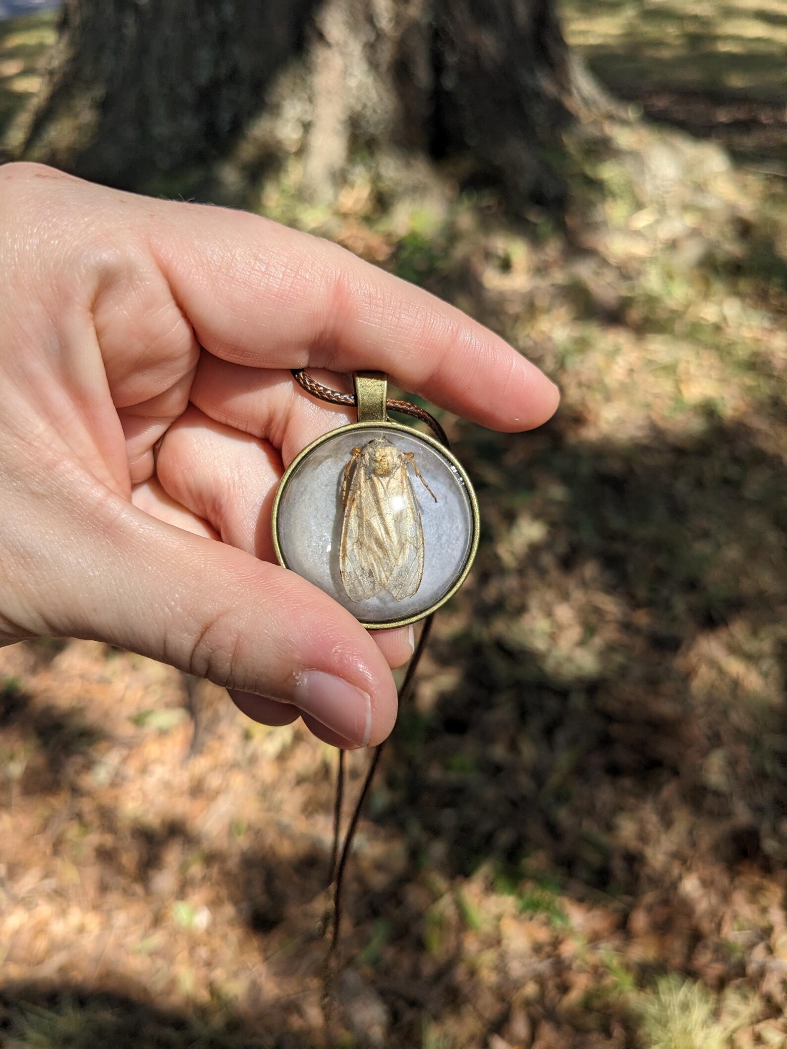 Real Cream Colored Moth in High Gloss Resin in a Bronze Bezel Pendant ...
