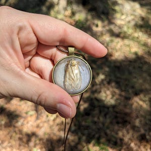 Real Cream Colored Moth in High Gloss Resin in a Bronze Bezel Pendant ...