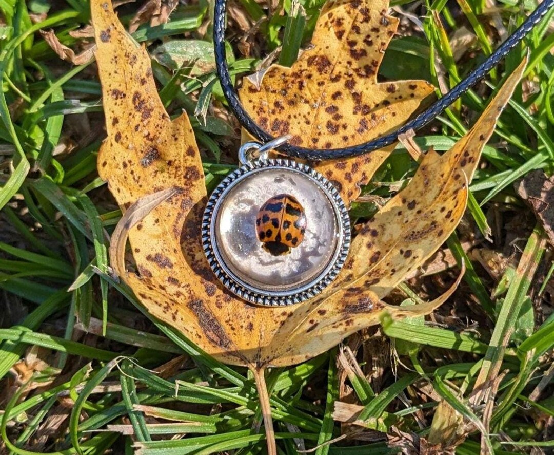 Real Ladybug Preserved in High Gloss Resin in Silver Bezel Pendant. - Etsy
