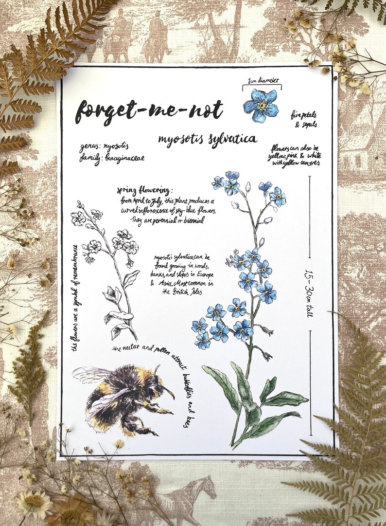 Forget-me-not Study Print Botanical Illustration Watercolour Art Print ...