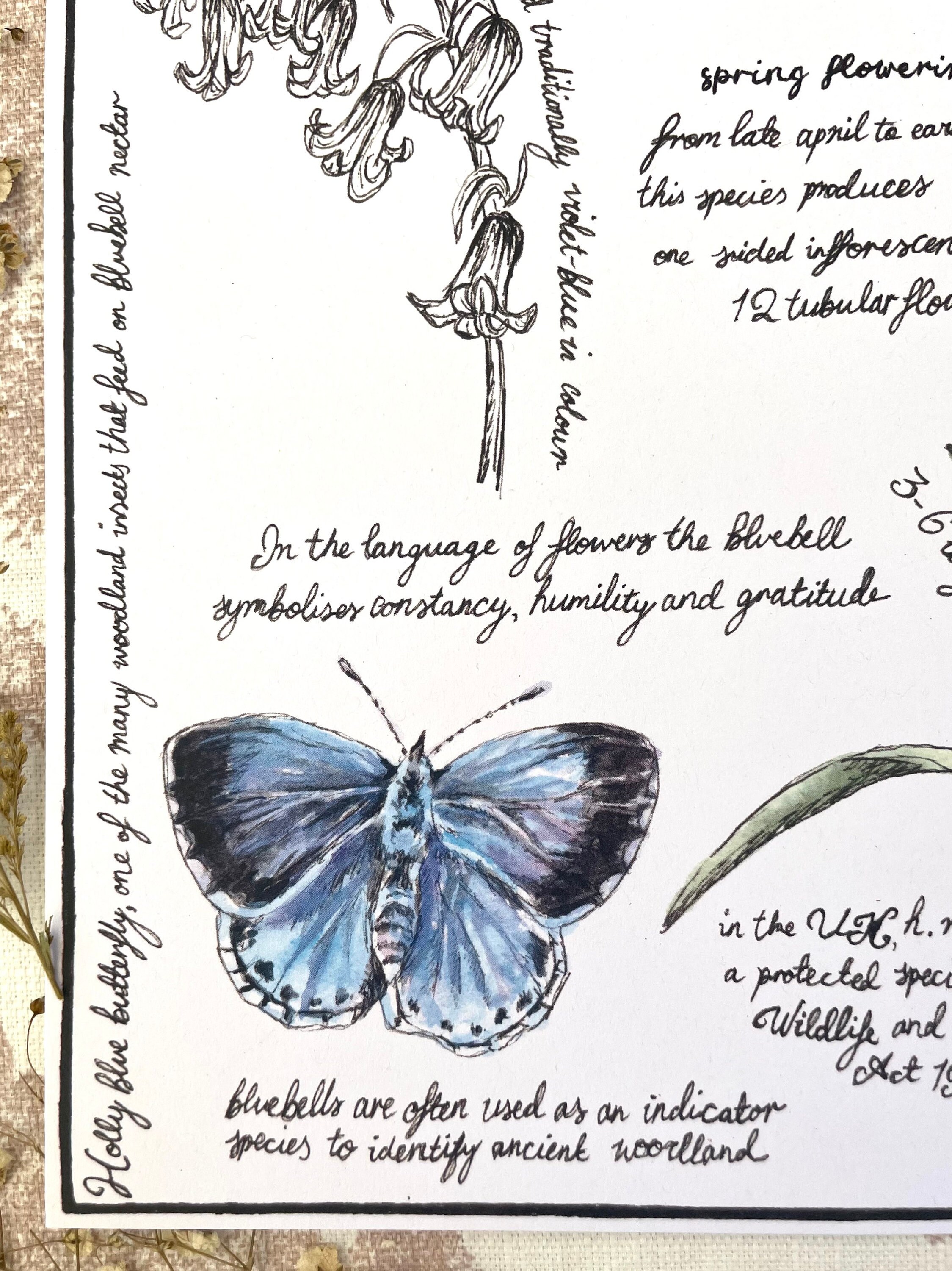 Bluebell Study Print Botanical Illustration Watercolour Art Print ...