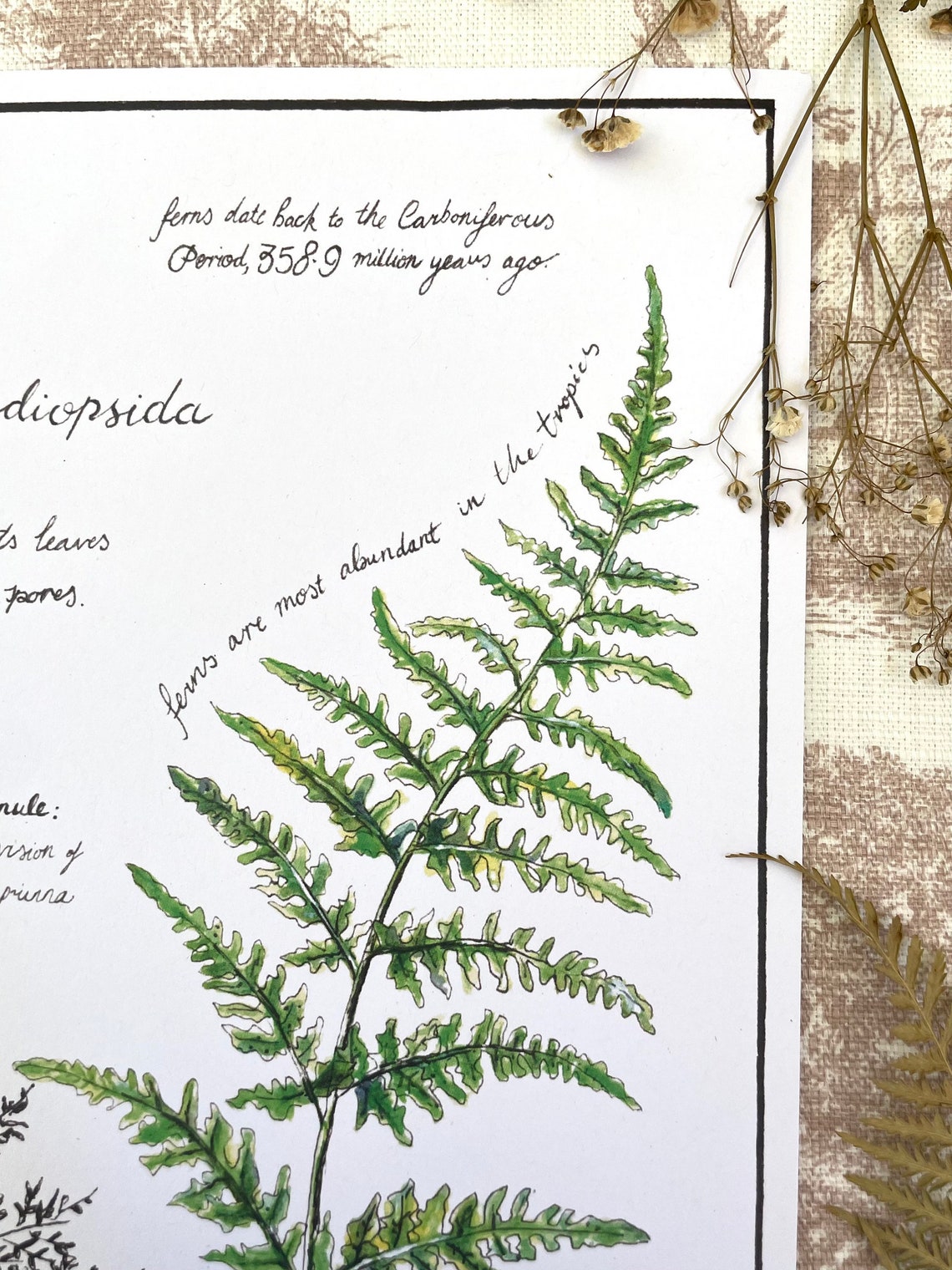 Fern Study Print Botanical Illustration Watercolour Art - Etsy