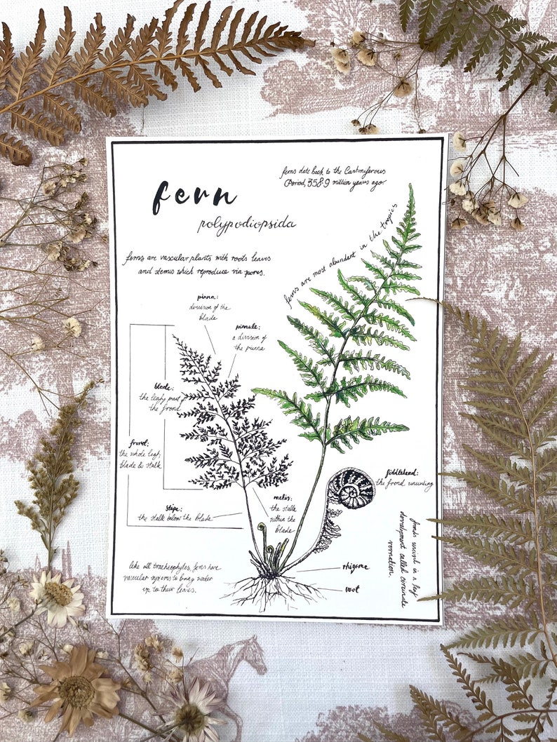 Fern Study Print Botanical Illustration Watercolour Art - Etsy