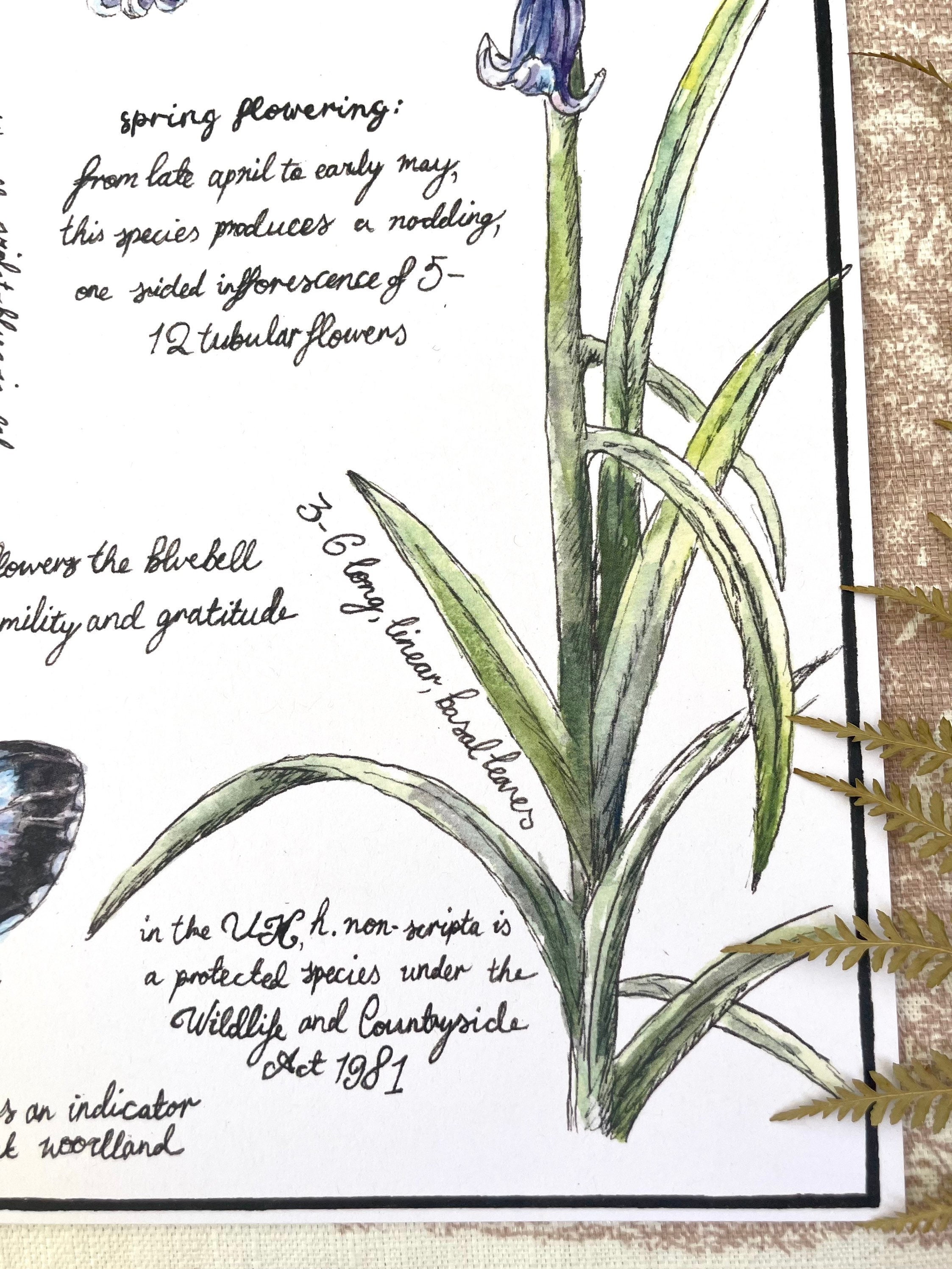 Bluebell Study Print Botanical Illustration Watercolour Art Print ...