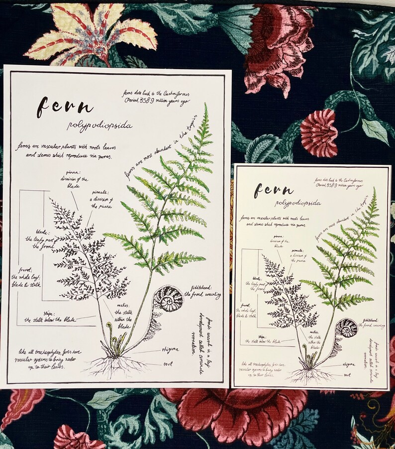 Fern Study Print Botanical Illustration Watercolour Art - Etsy
