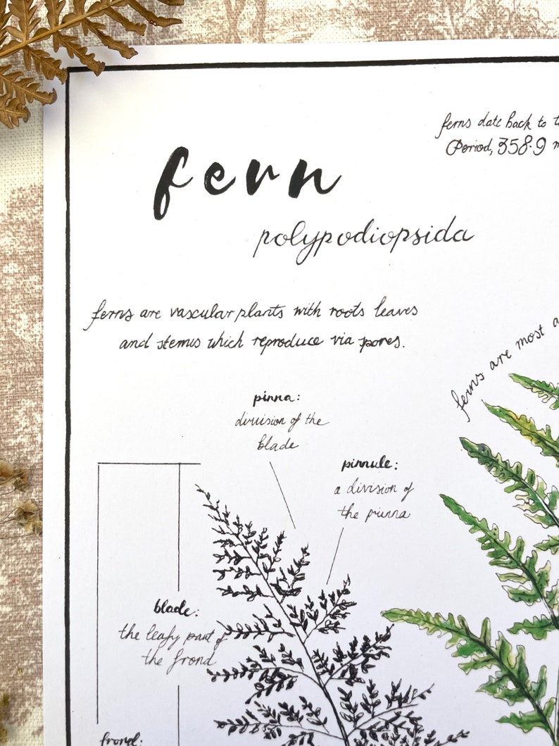 Fern Study Print Botanical Illustration Watercolour Art - Etsy