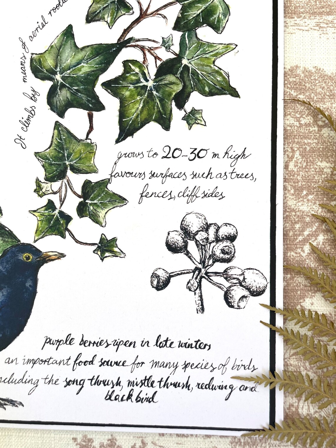 English Ivy Study Print Botanical Illustration Watercolour - Etsy