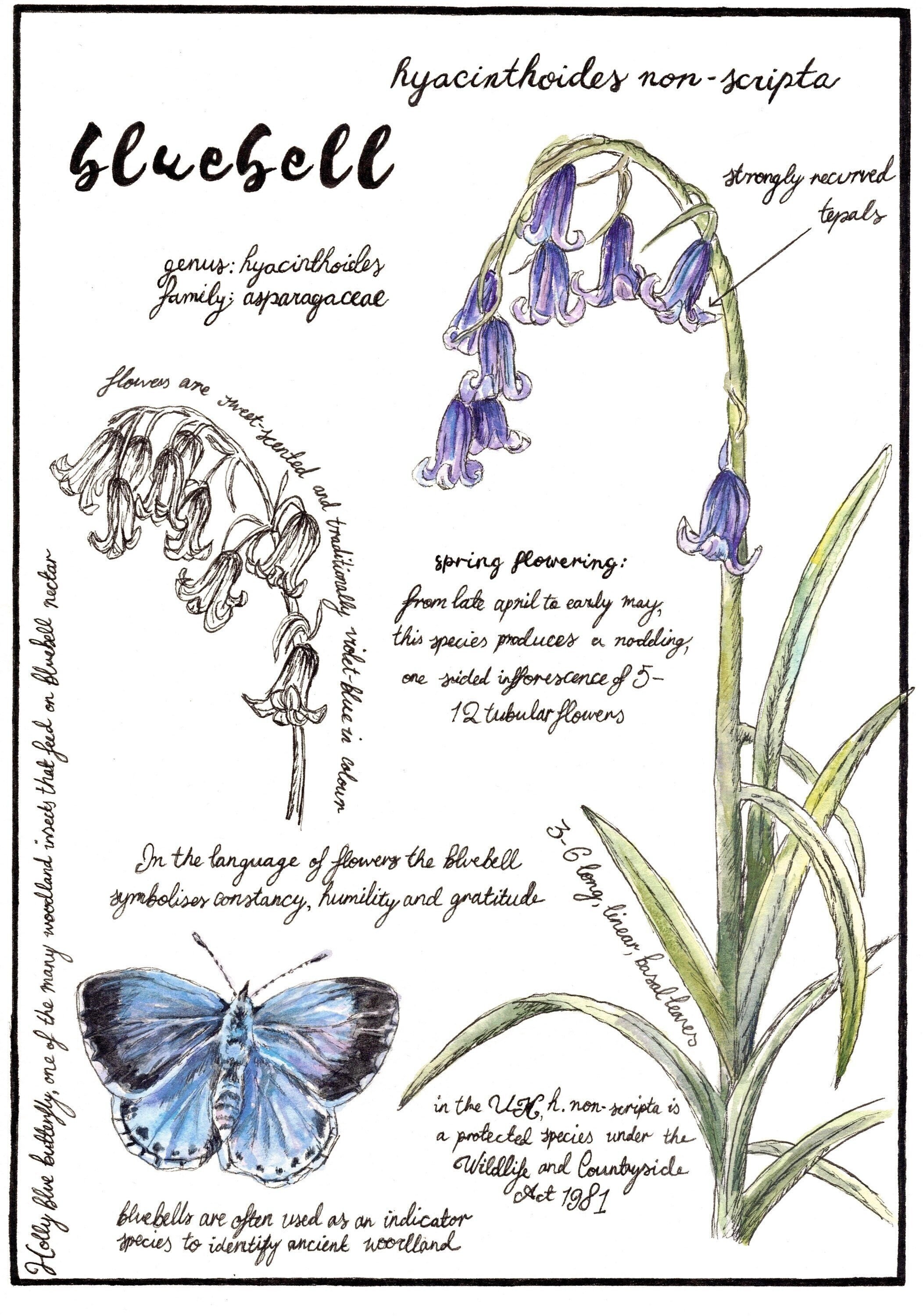 Bluebell Study Print Botanical Illustration Watercolour Art Print ...
