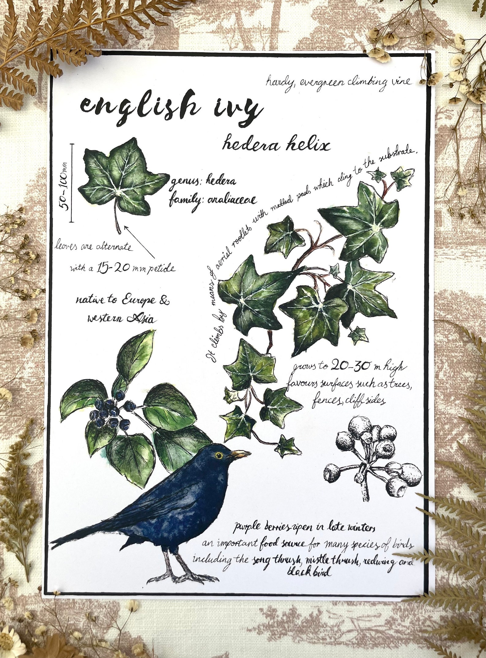 English Ivy Study Print Botanical Illustration Watercolour Art Print ...